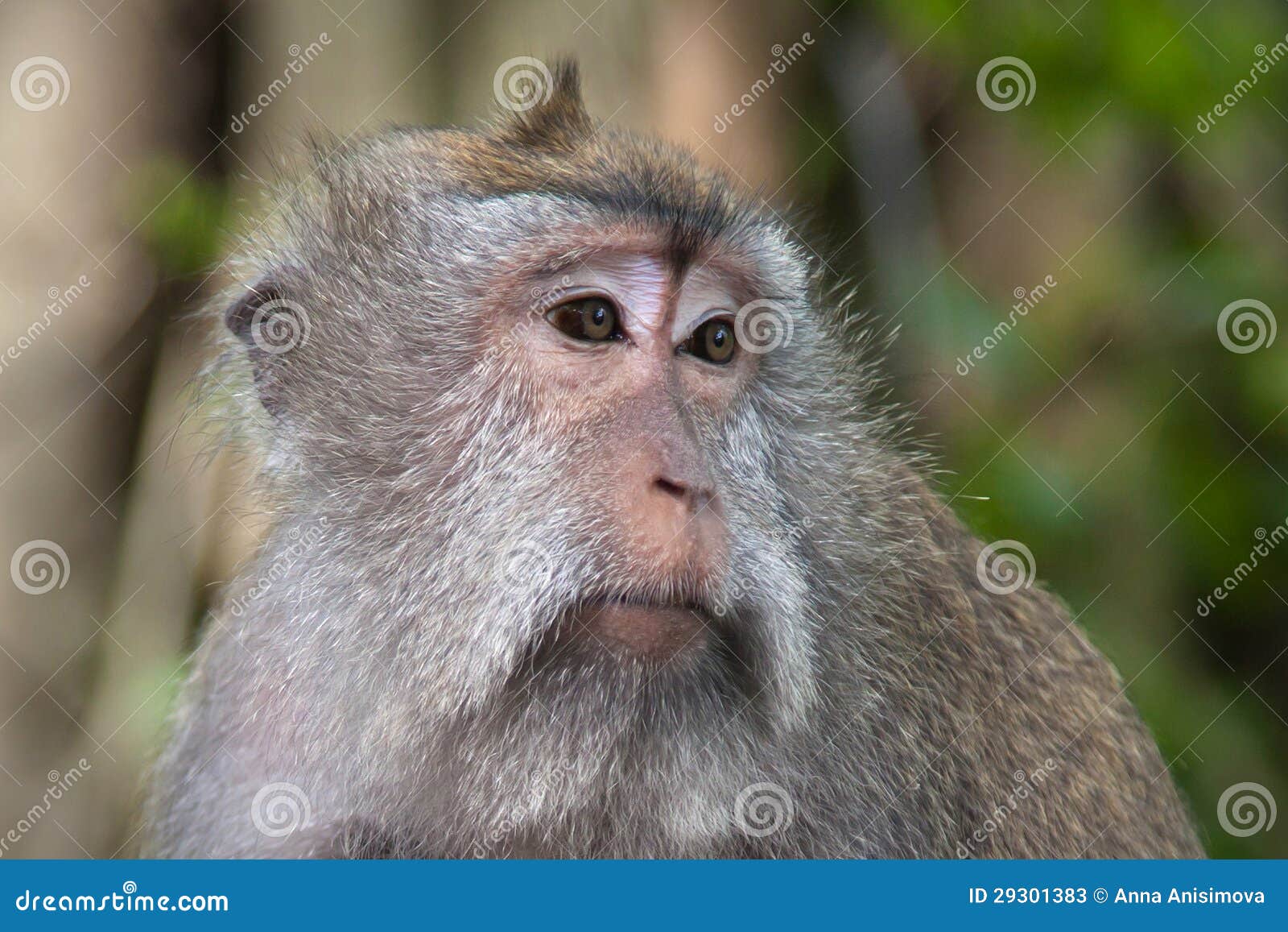 Sad monkey stock image. Image of indonesia, cute, animal - 29301383
