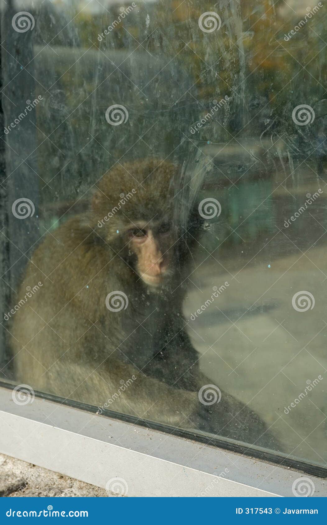 Sad monkey stock image. Image of nature, monkey, primate - 317543