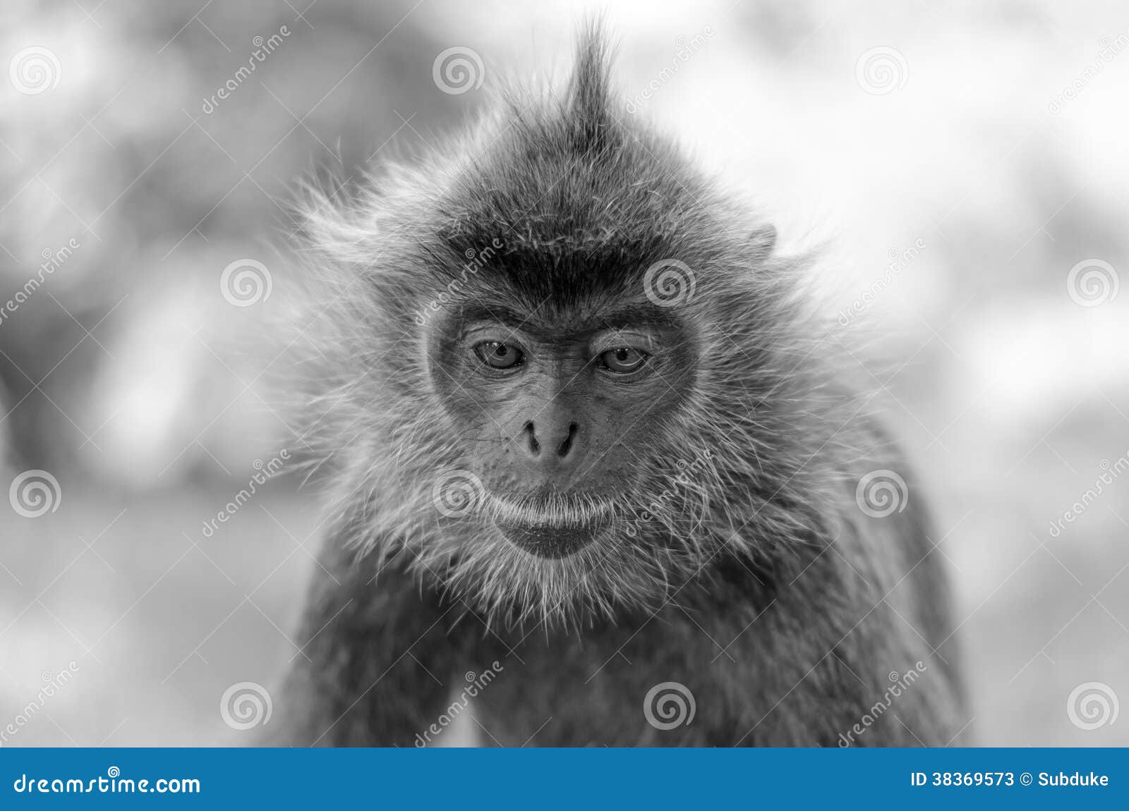 Sad Monkey stock image. Image of eyes, monkey, black - 38369573