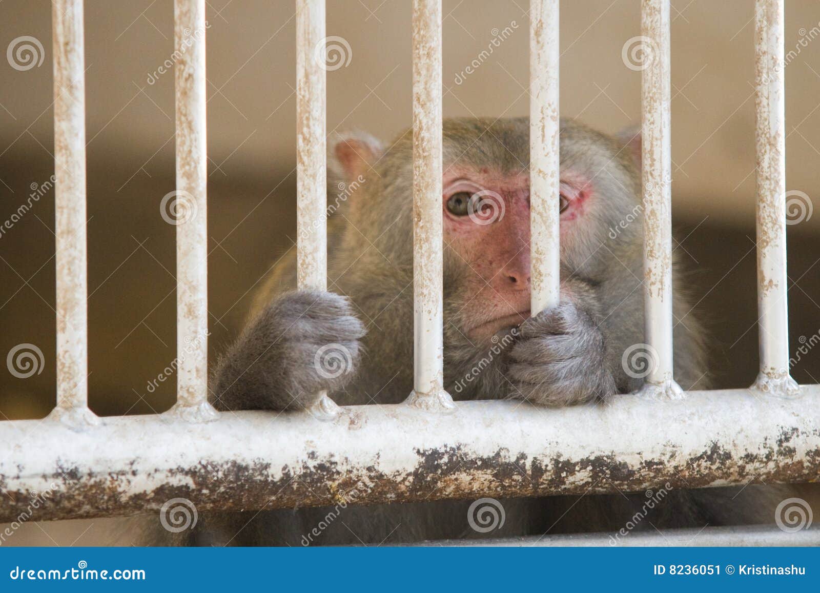 Monkey Behind Fence Royalty-Free Stock Photo | CartoonDealer.com #29893449