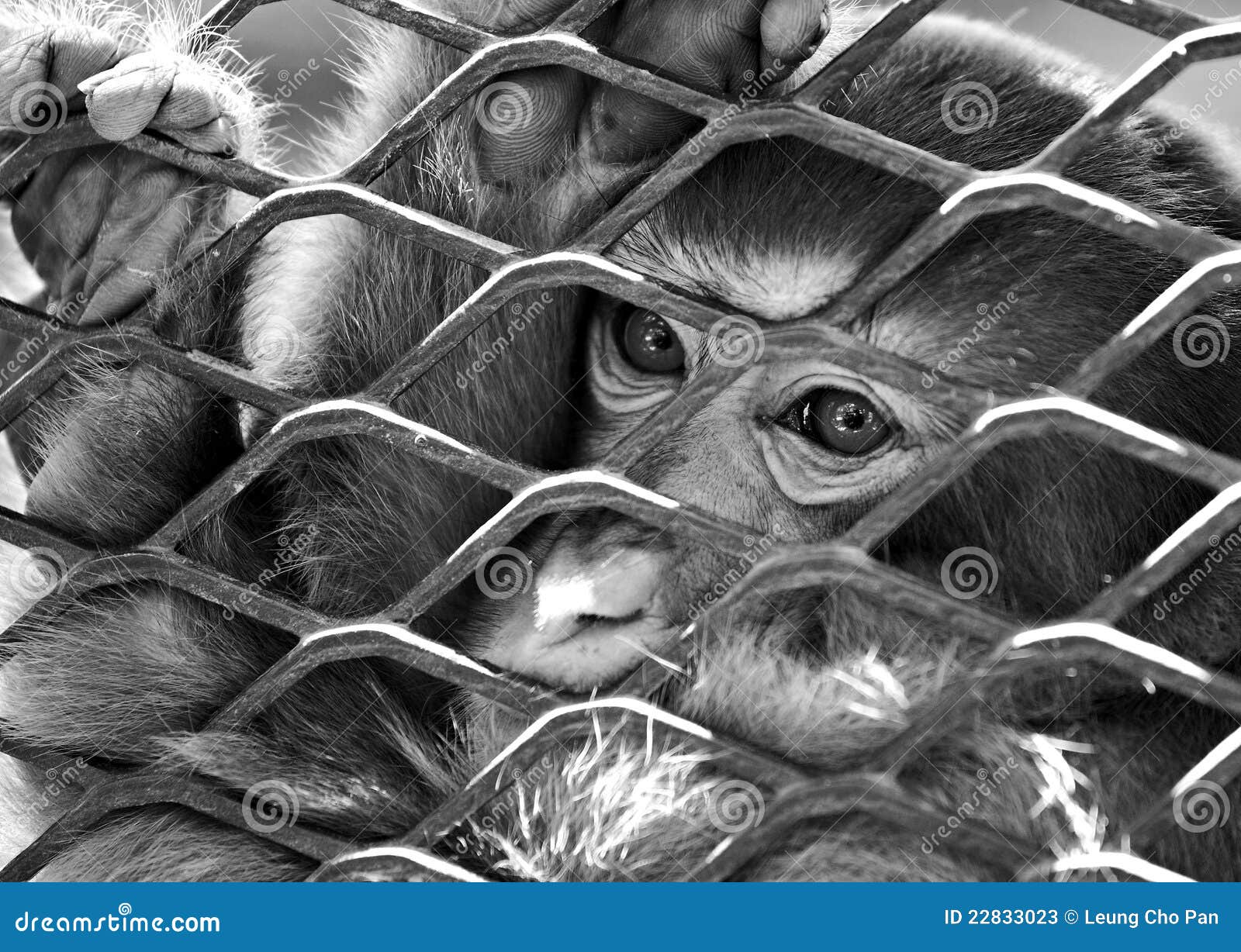 Sad monkey in cage stock image. Image of hooded, captivity - 22833023
