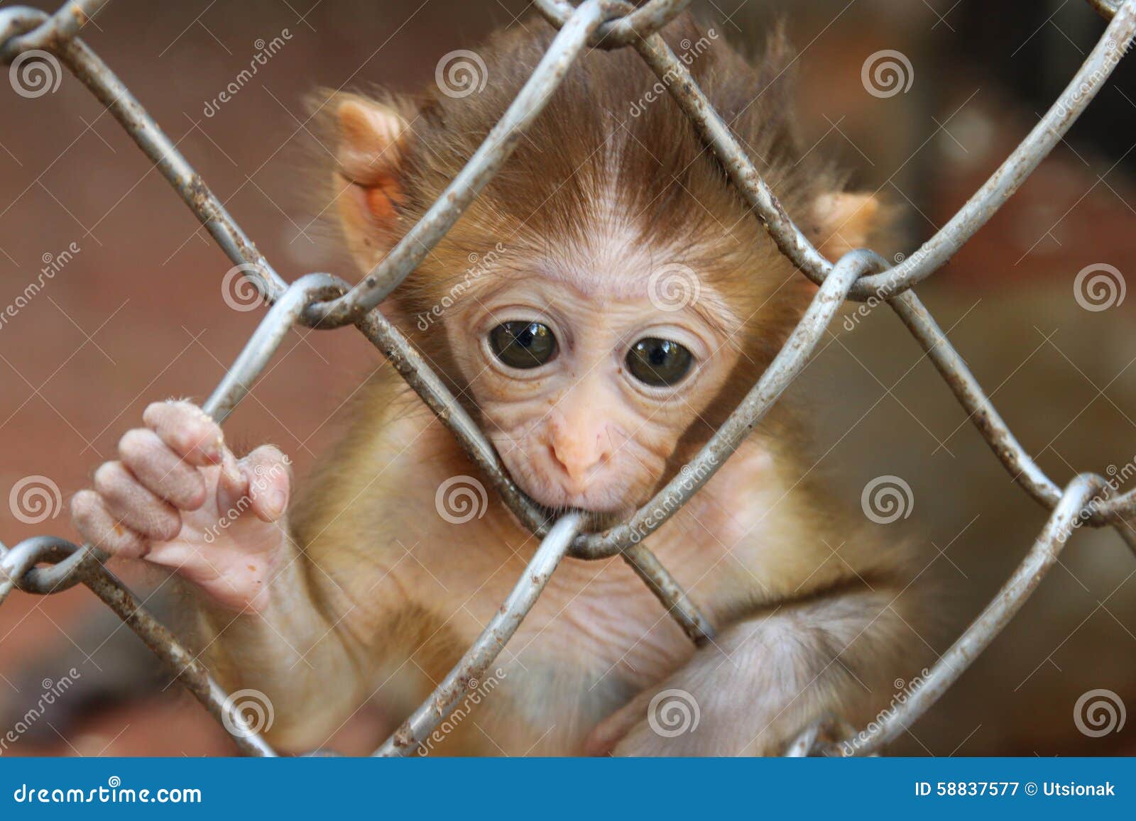 Sad Monkey 2 stock image. Image of macaque, monkey, wild - 58837577