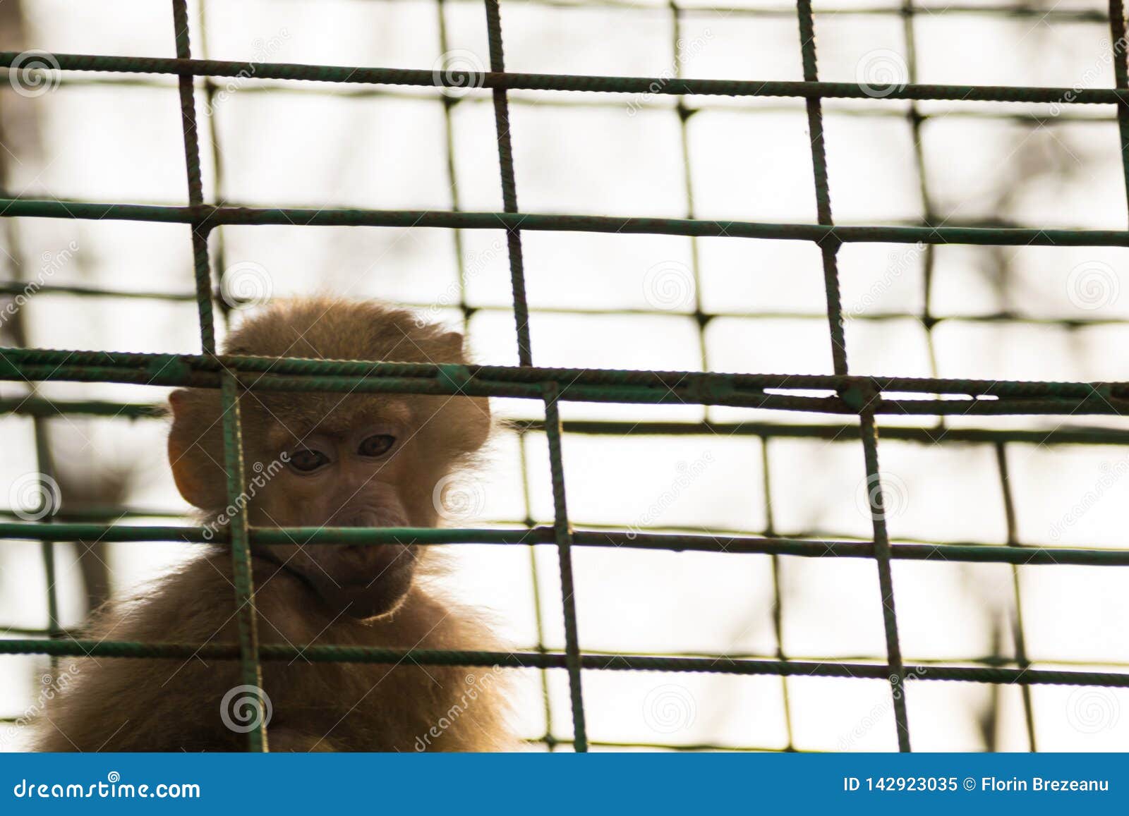 Sad Monkey in Cage - Baby Macaque Monkey Held Captive Stock Image ...