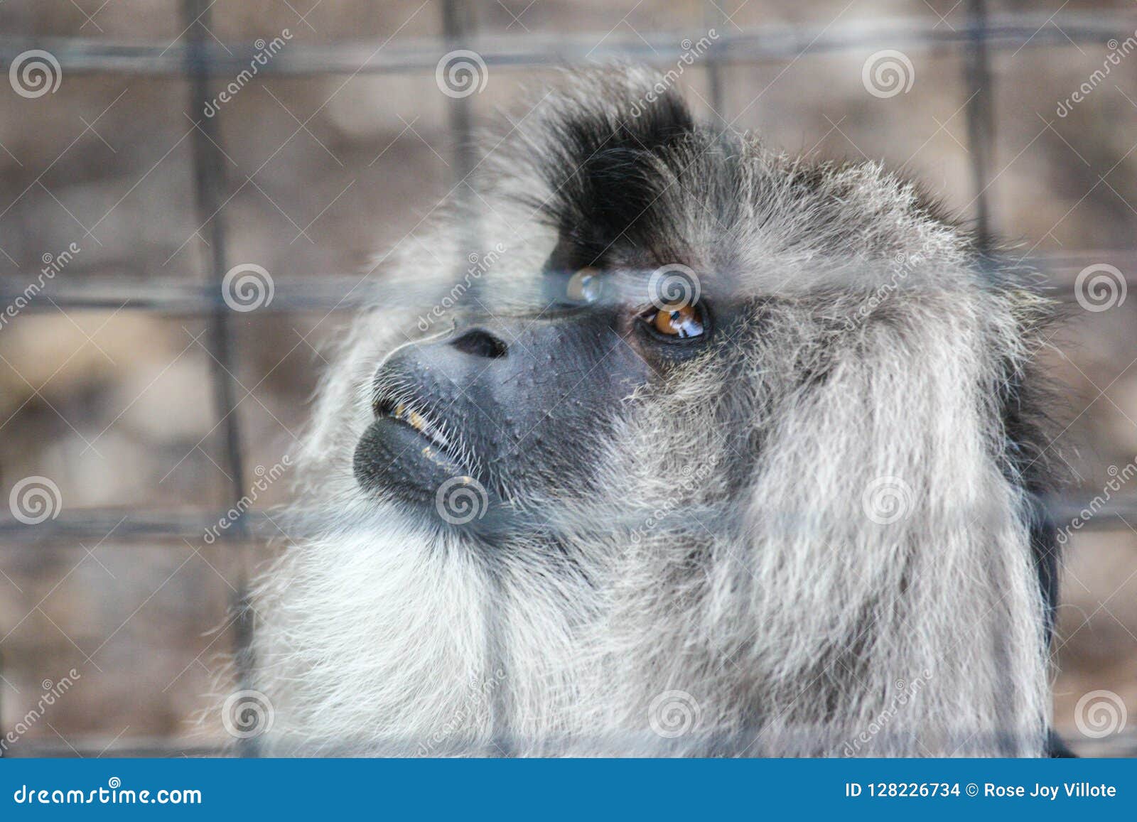 Sad monkey in a cage stock photo. Image of chimpanzee - 128226734
