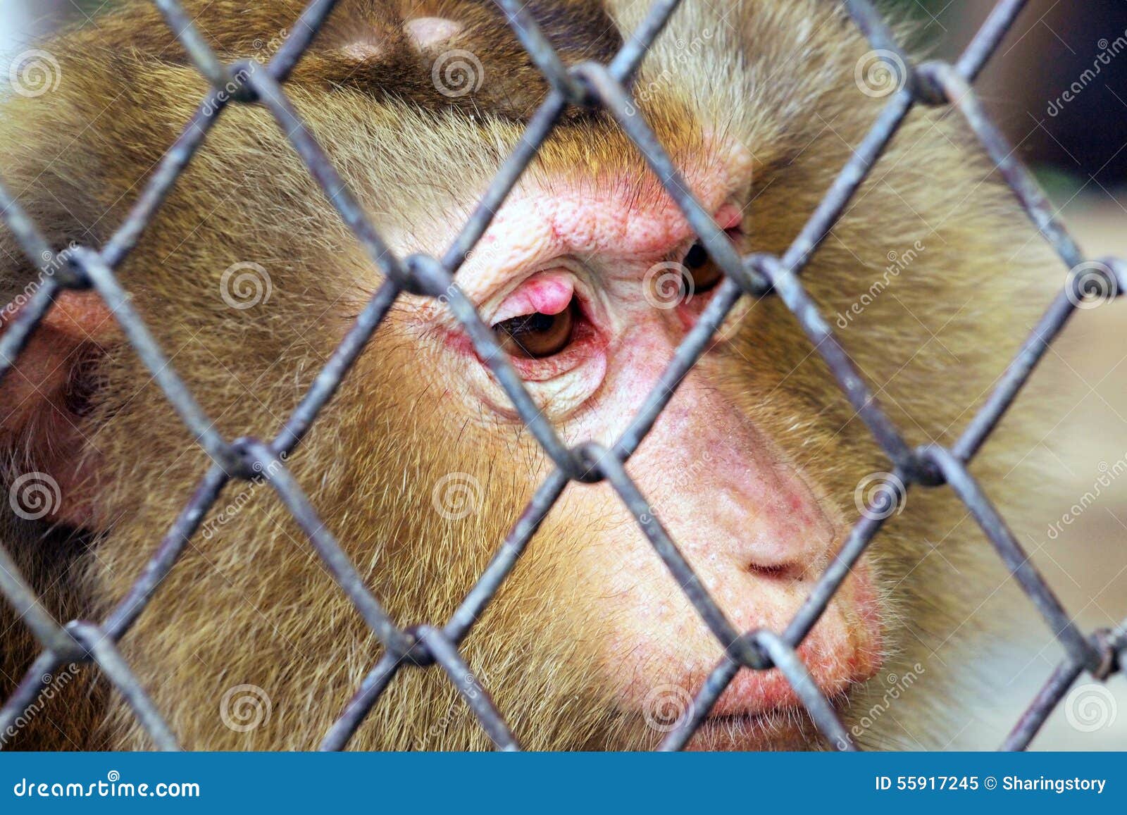 Sad Monkey in a cage stock image. Image of captured, alone - 55917245