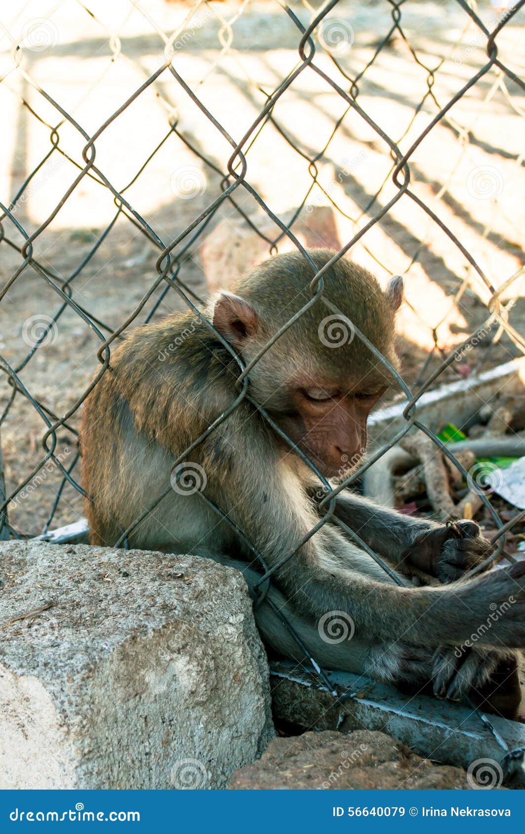 Sad monkey in cage stock image. Image of imprisoned, captivity - 56640079