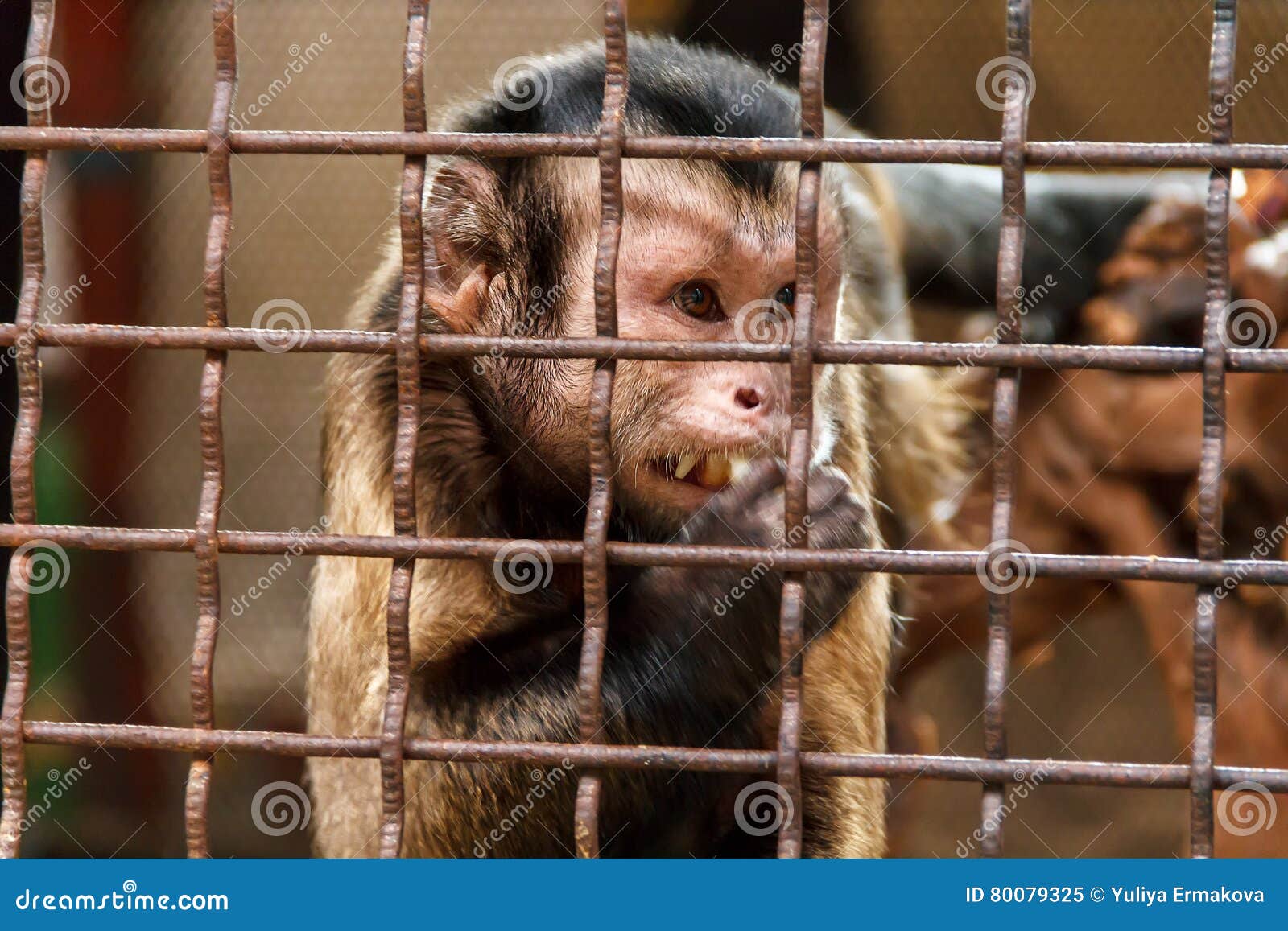 Sad monkey in the cage stock image. Image of grid, natural - 80079325