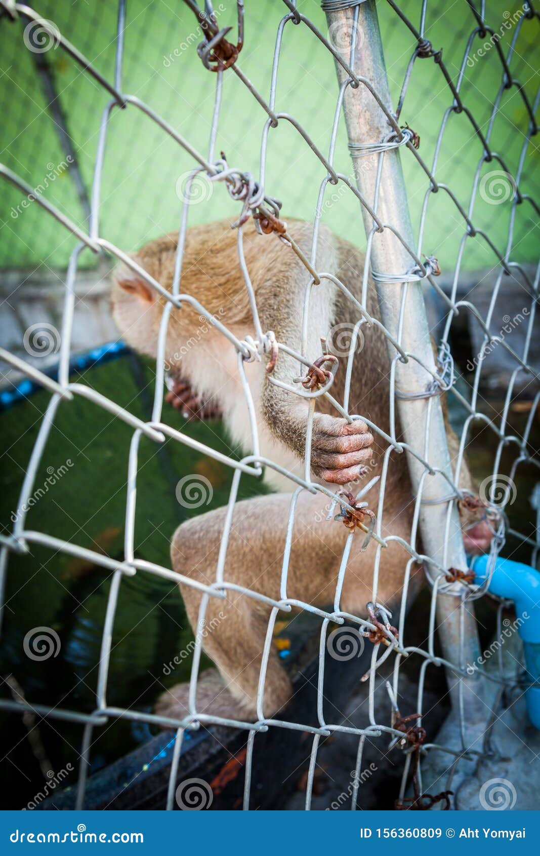 Sad Monkey in a Cage at the Zoo. Stock Image - Image of locked, face ...