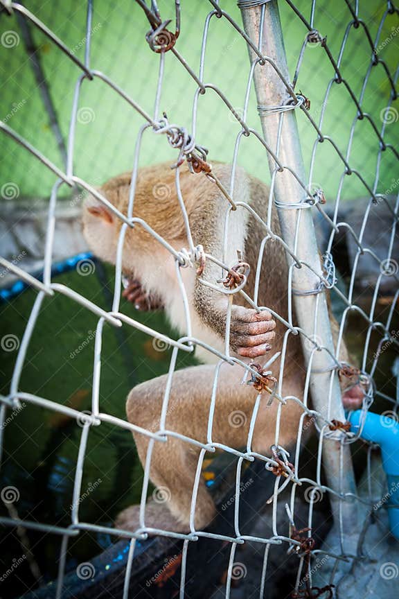 Sad Monkey in a Cage at the Zoo. Stock Image - Image of locked, face ...