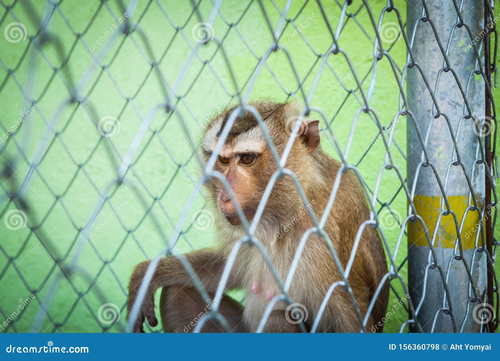 Sad Monkey in a Cage at the Zoo. Stock Photo - Image of animal, park ...