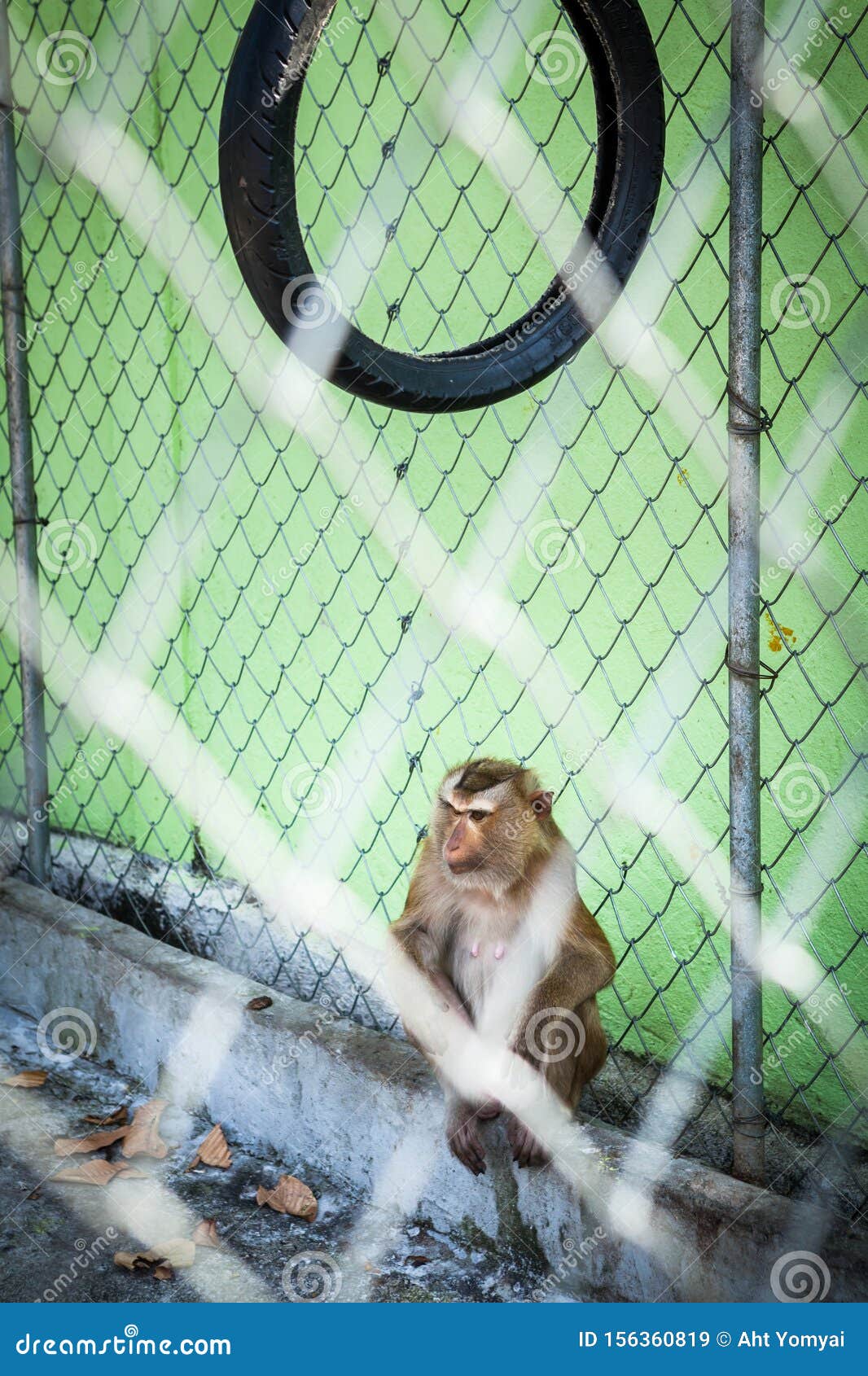 Sad Monkey in a Cage at the Zoo Stock Image - Image of captive, sadness ...