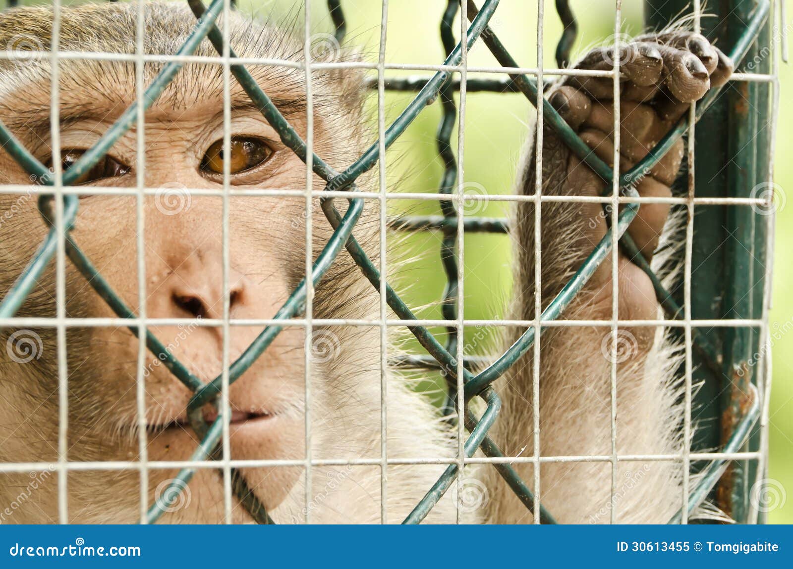 Sad Monkey Caged stock image. Image of captivity, cruelty - 30613455