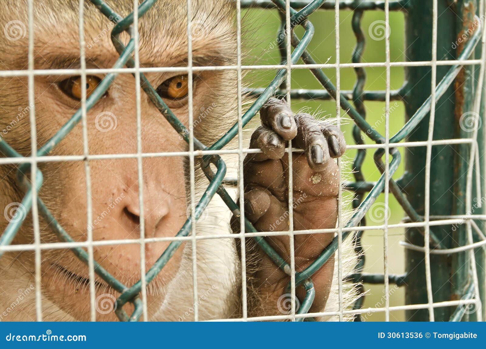Sad monkey caged stock photo. Image of hairy, animal - 30613536