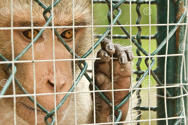 Sad monkey caged stock photo. Image of hairy, animal - 30613536