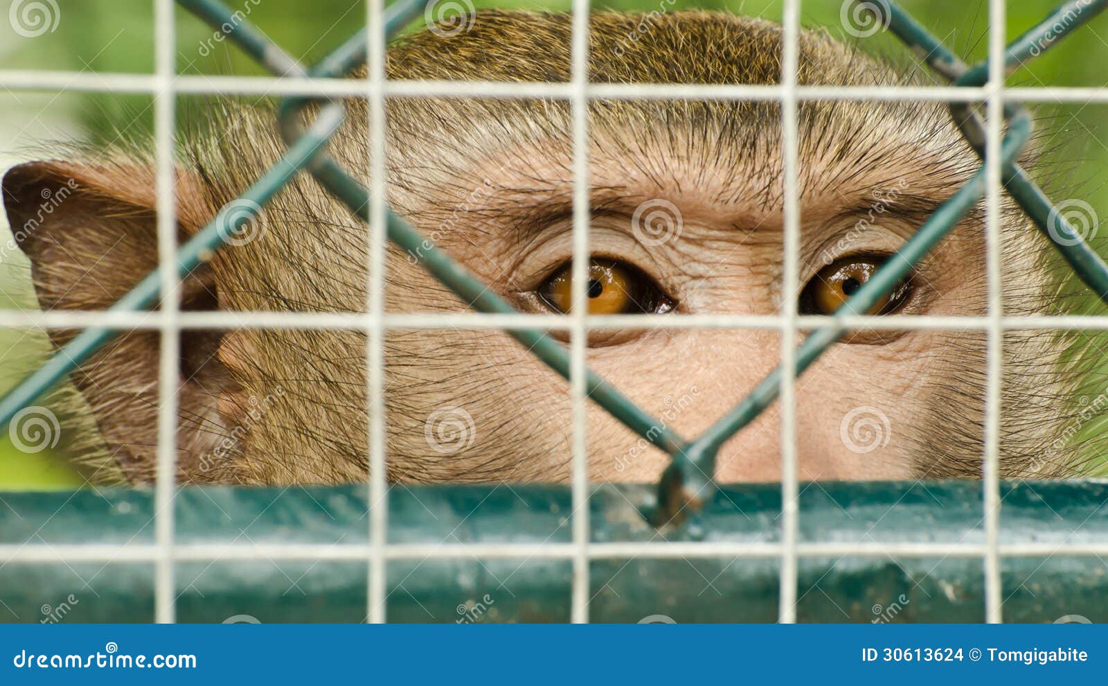 Sad monkey caged stock photo. Image of freedom, cruelty - 30613624