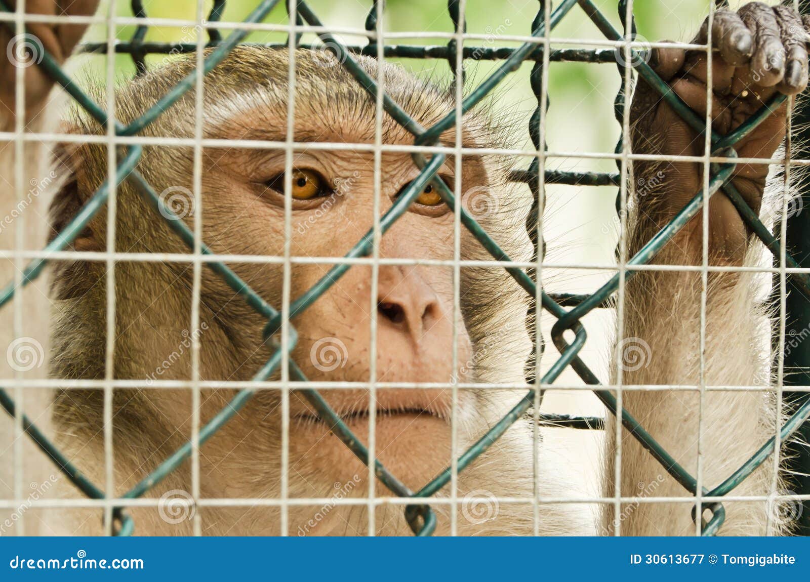 Sad monkey caged stock image. Image of captivity, chimpanzee - 30613677