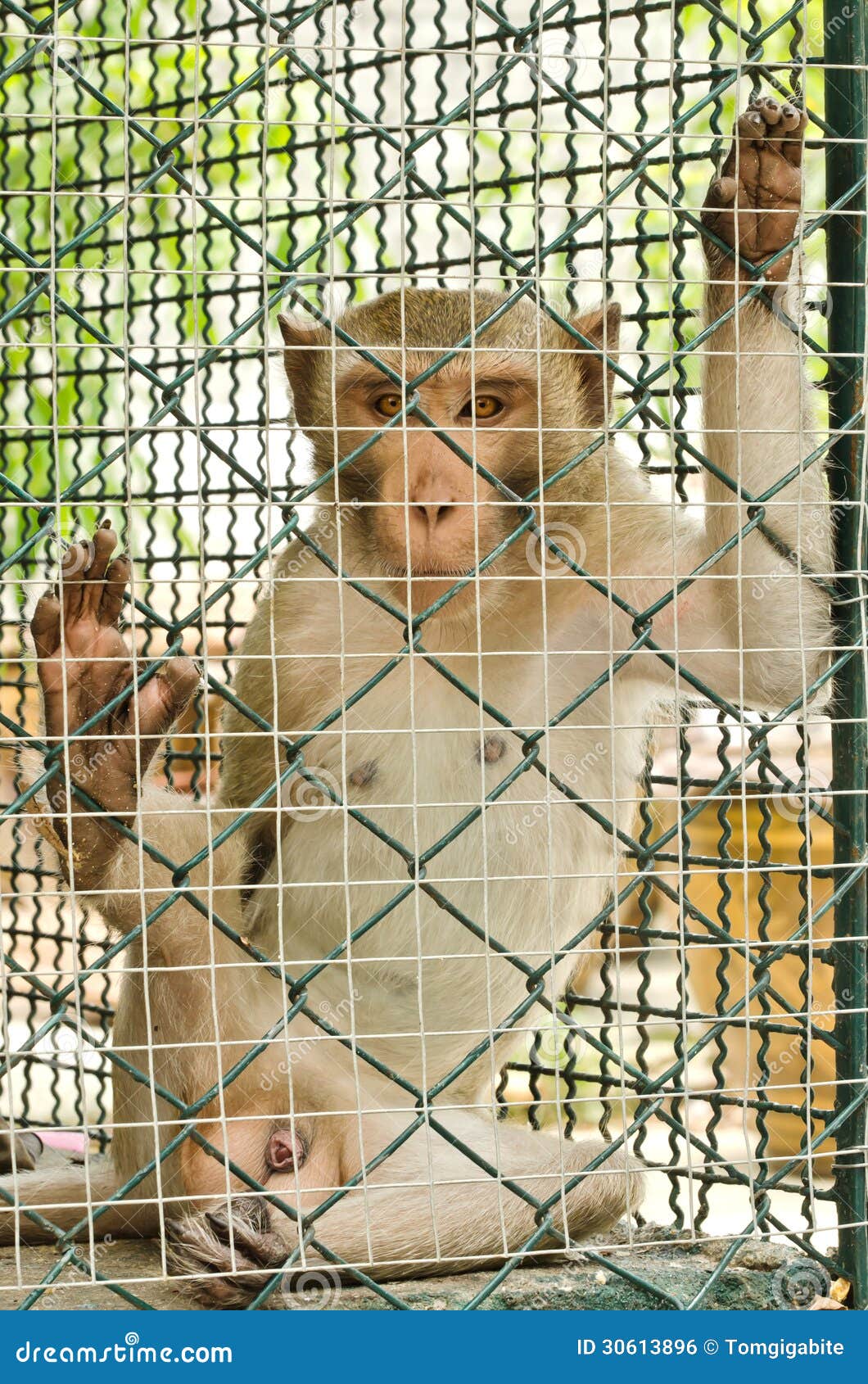 Sad monkey caged stock photo. Image of caged, feeling - 30613896