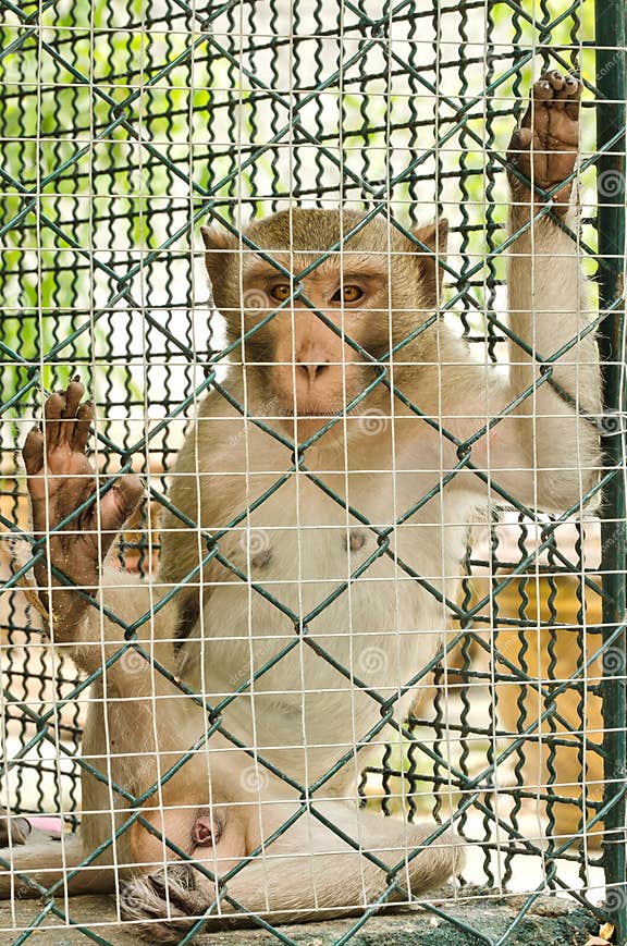 Sad monkey caged stock photo. Image of caged, feeling - 30613896