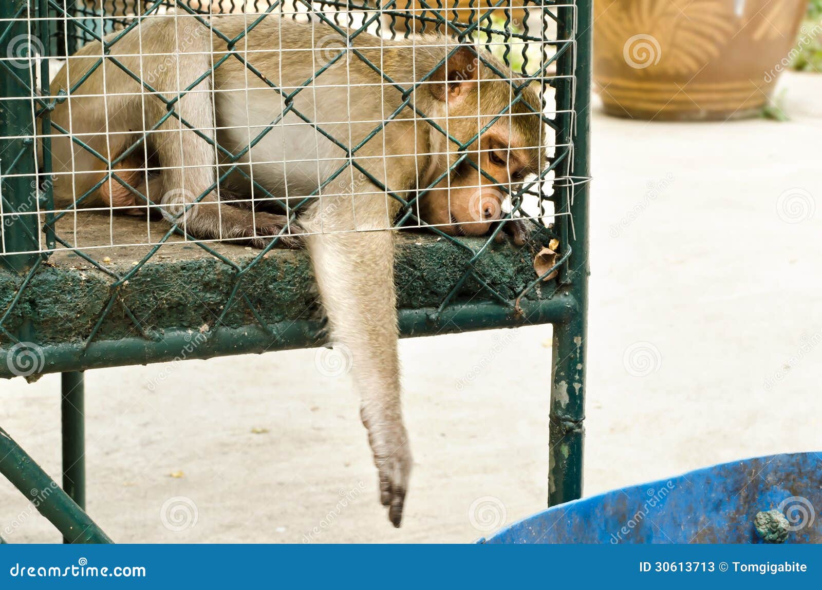 Sad monkey caged stock image. Image of chimp, captivity - 30613713
