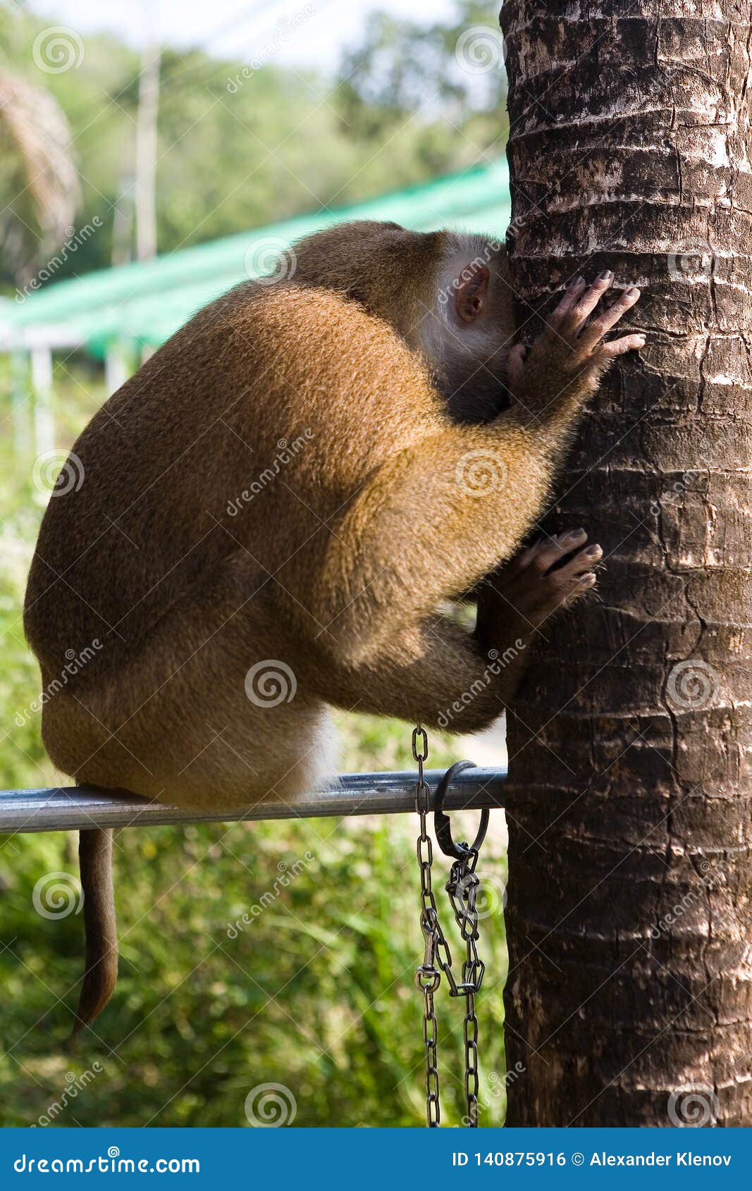 Sad Monkey Chained To a Pipe Stock Photo - Image of turned, mammal ...