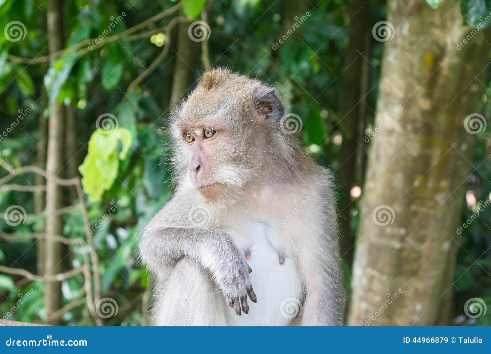 Sad monkey in forest park stock image. Image of types - 44966879