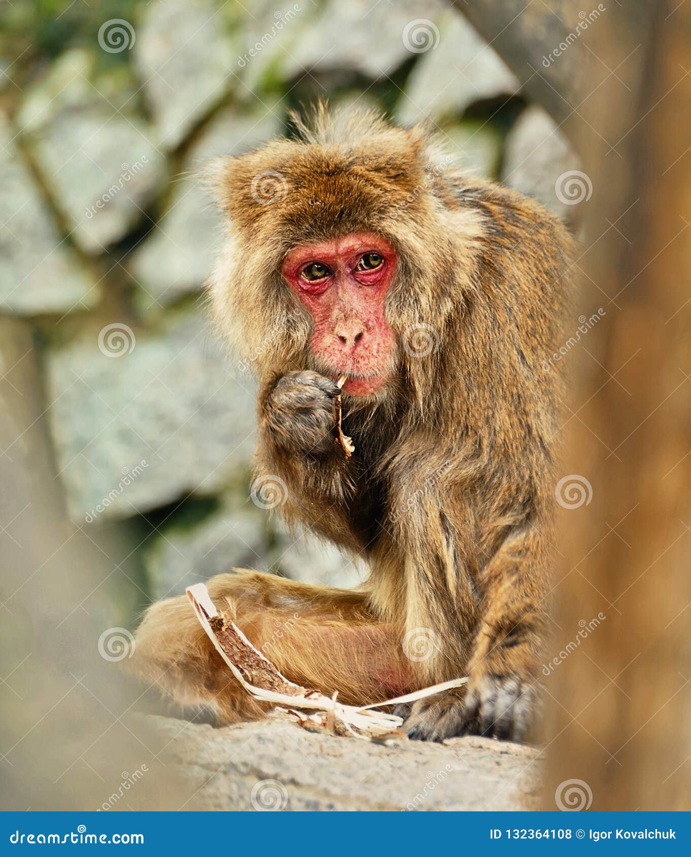 Sad monkey stock photo. Image of bark, feeding, female - 132364108