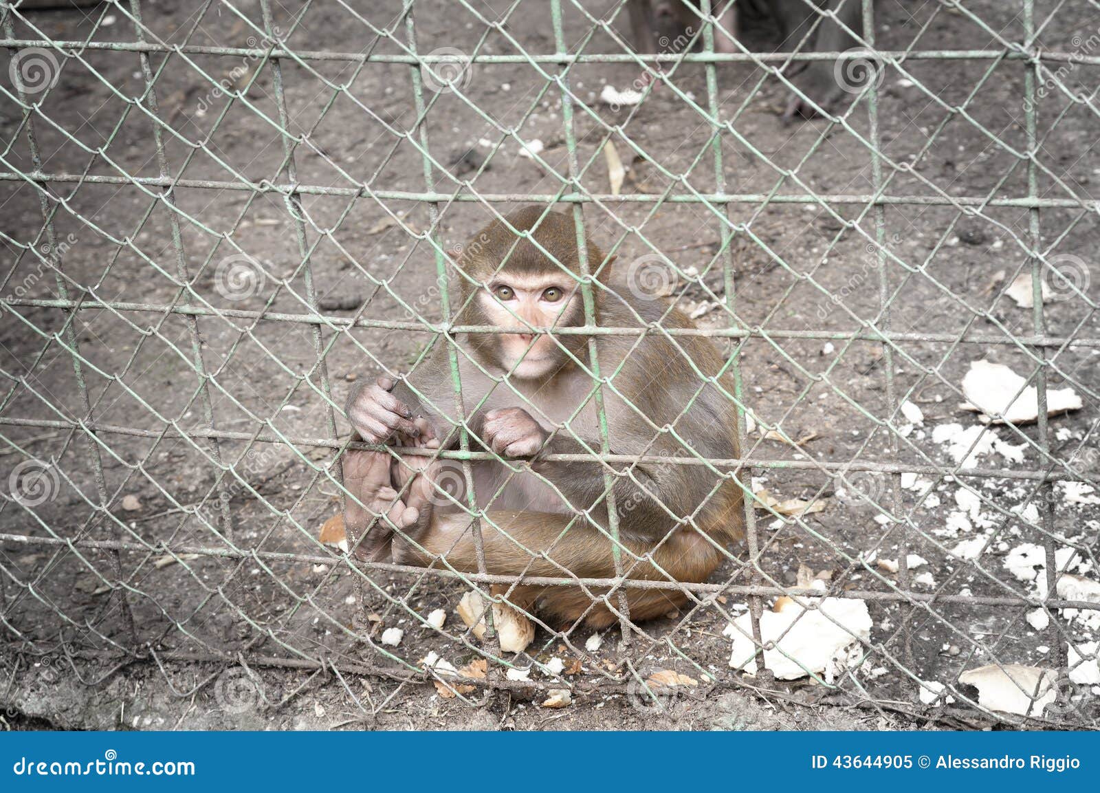 Sad monkey inside a cage stock image. Image of isolated - 43644905