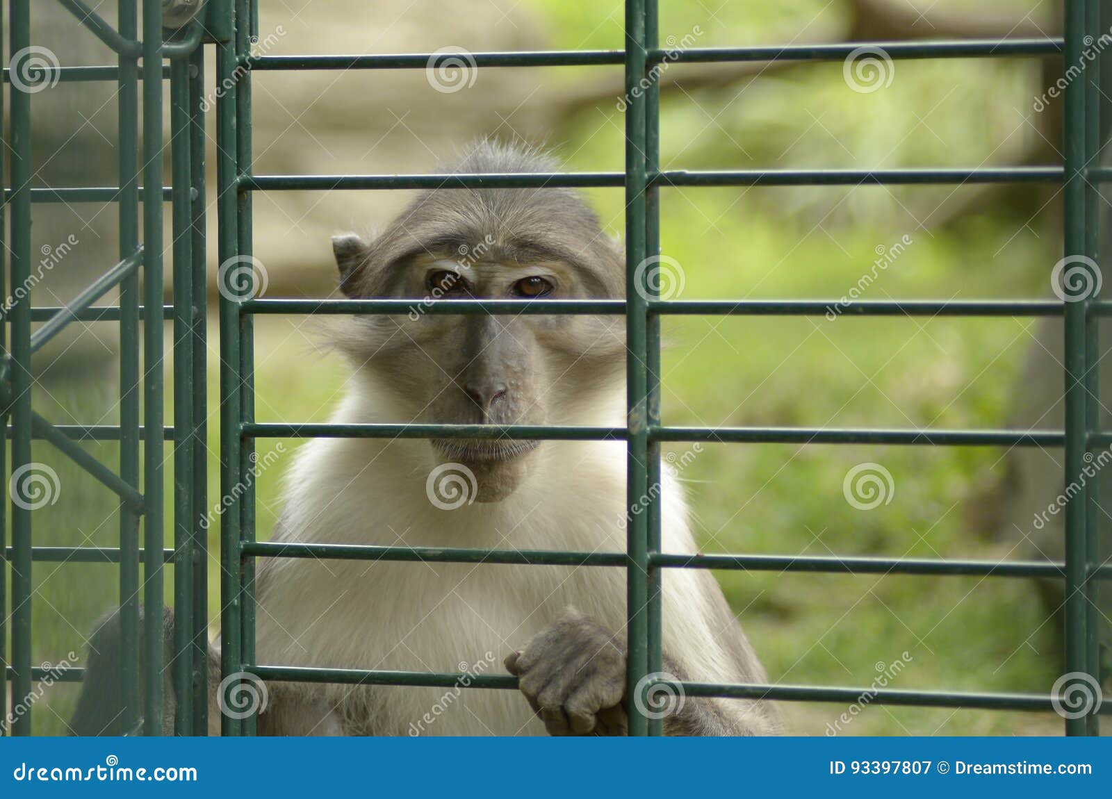 Sad monkey stock image. Image of loneliness, lonely, animal - 93397807