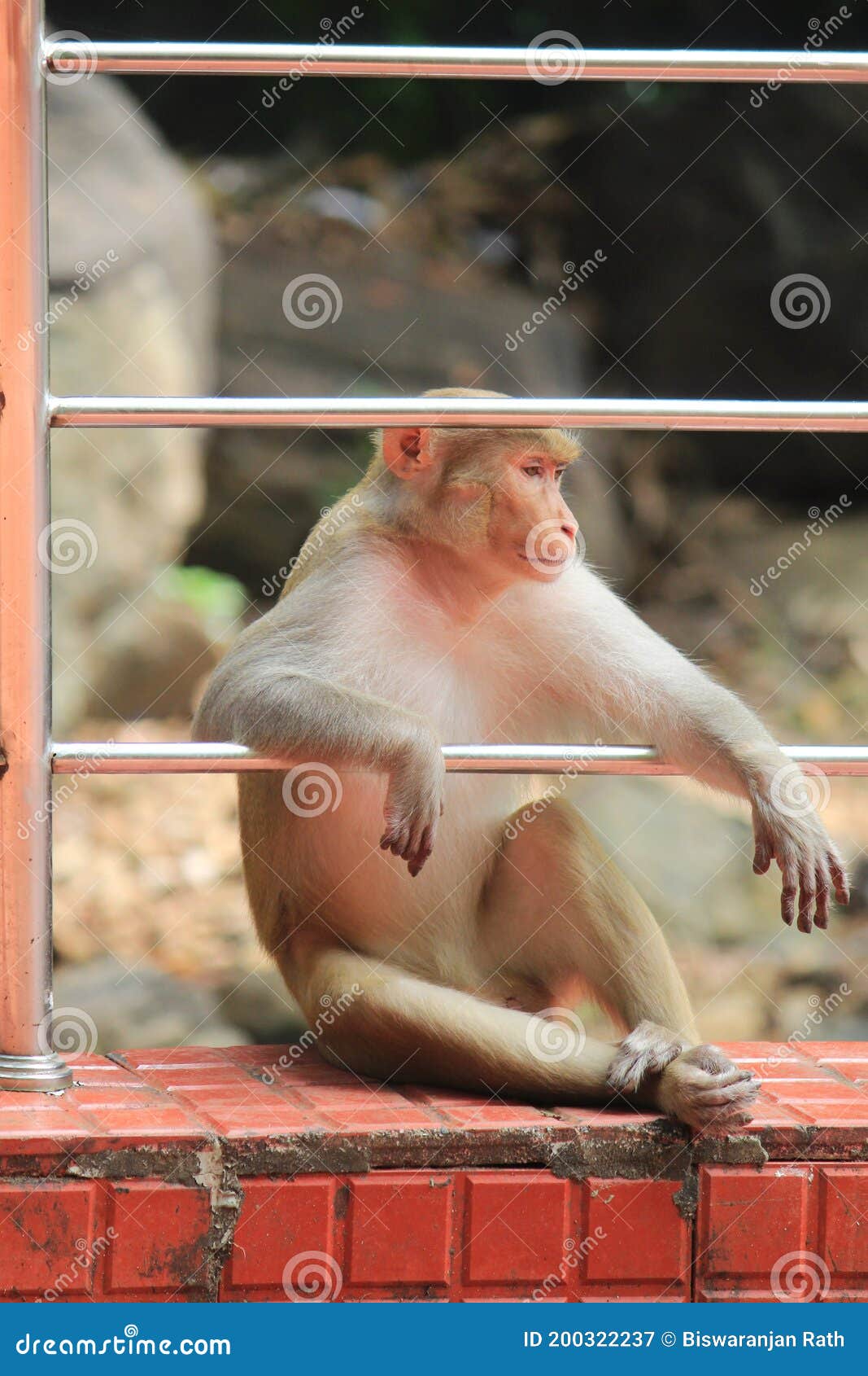 Sad Monkey Little Monkey in Jungle Potrait Stock Image - Image of alpha ...
