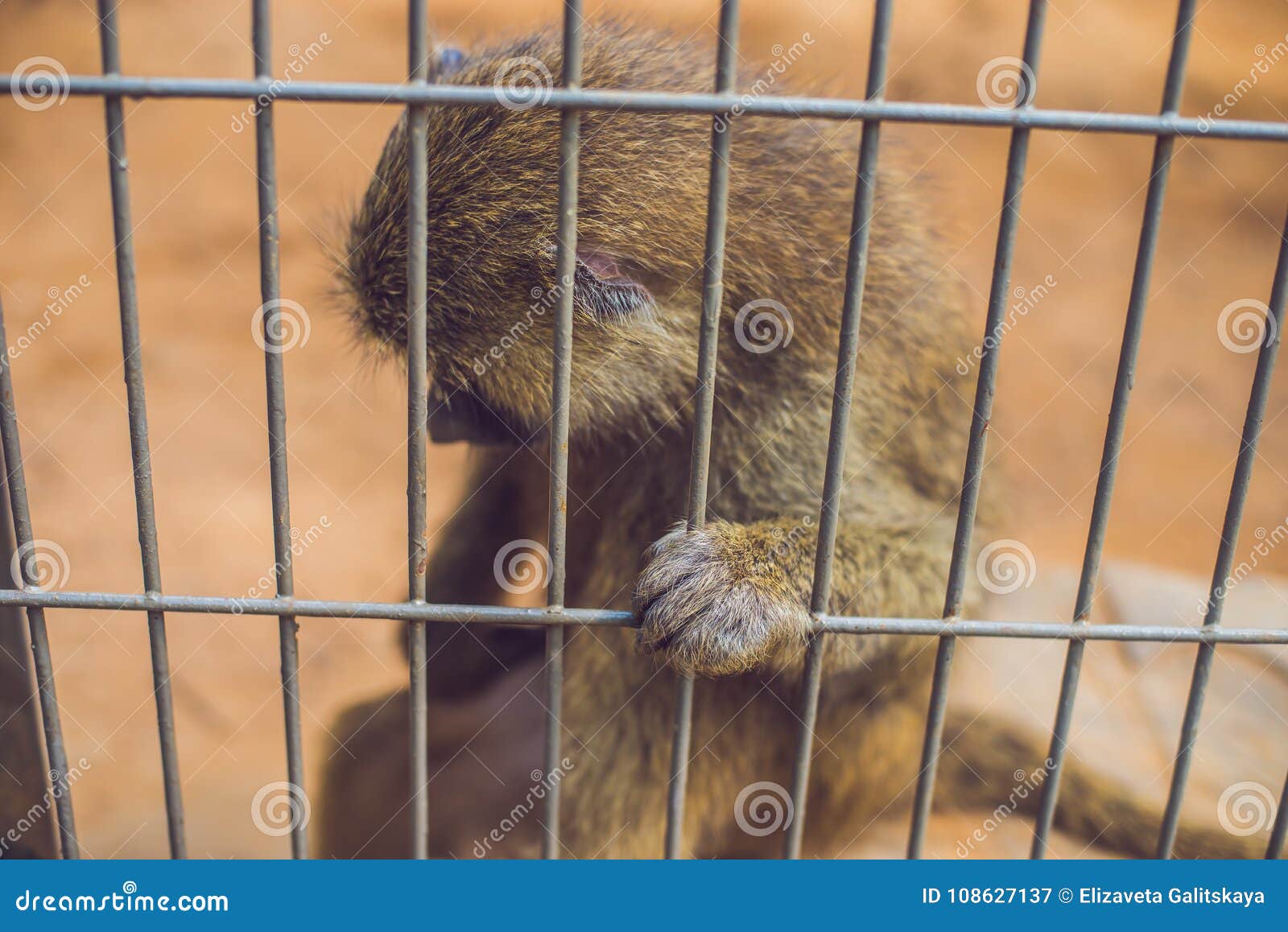 A Sad Monkey Locked in a Cage As a Prisoner Stock Image - Image of ...