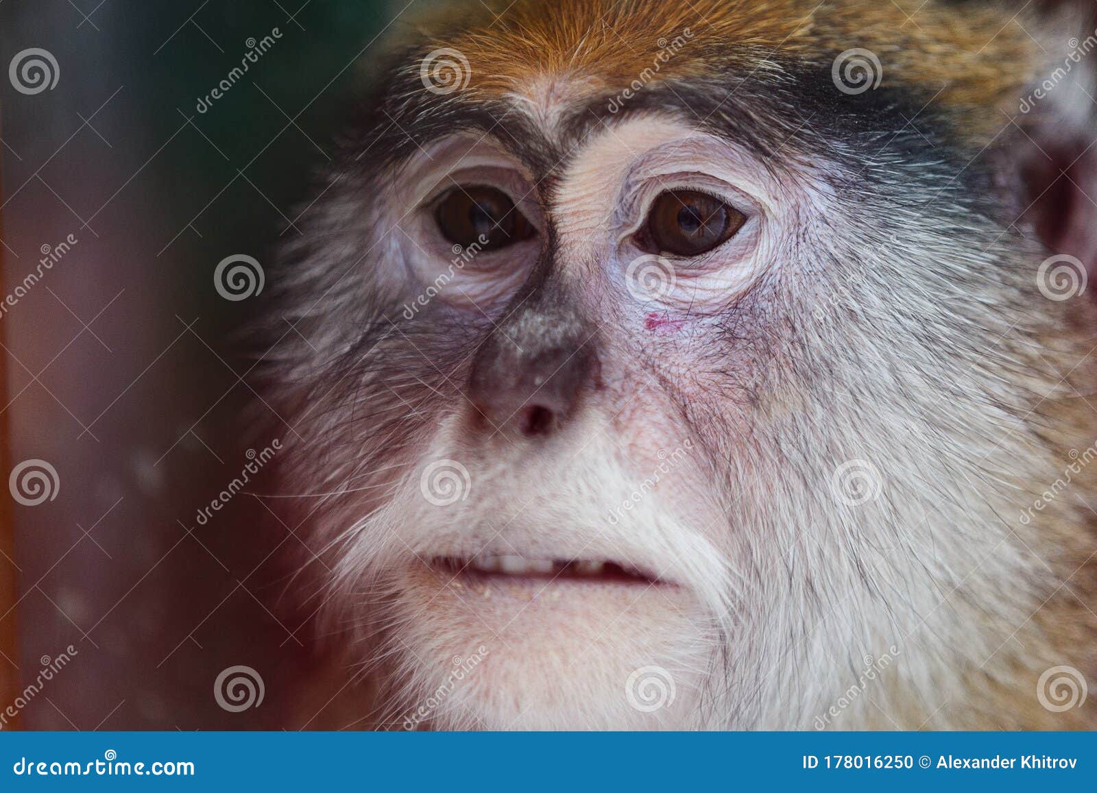 Sad Monkey Looking at the Camera Stock Photo - Image of monkey, camera ...
