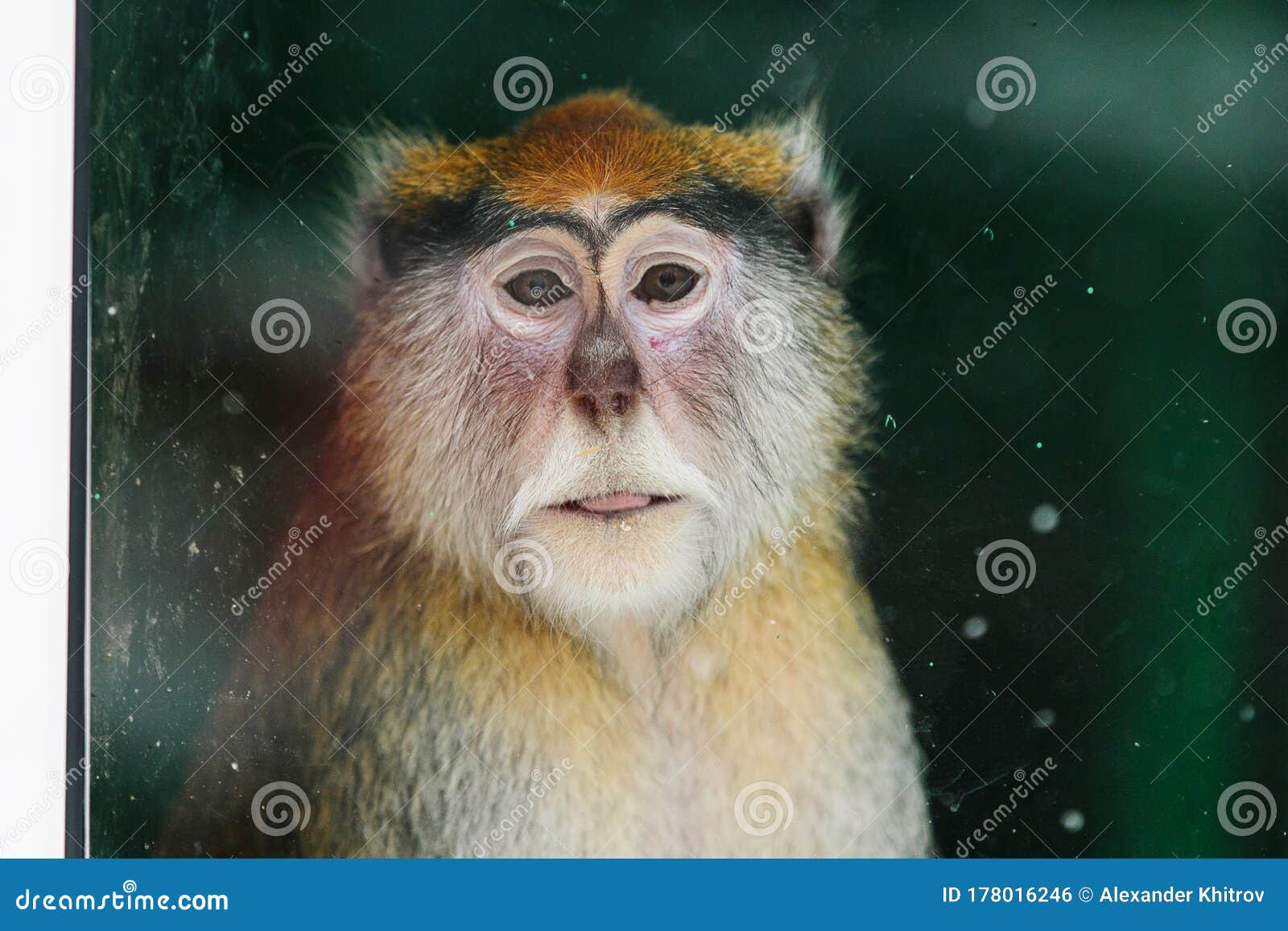 Sad Monkey Looking at the Camera Stock Photo - Image of macaque ...