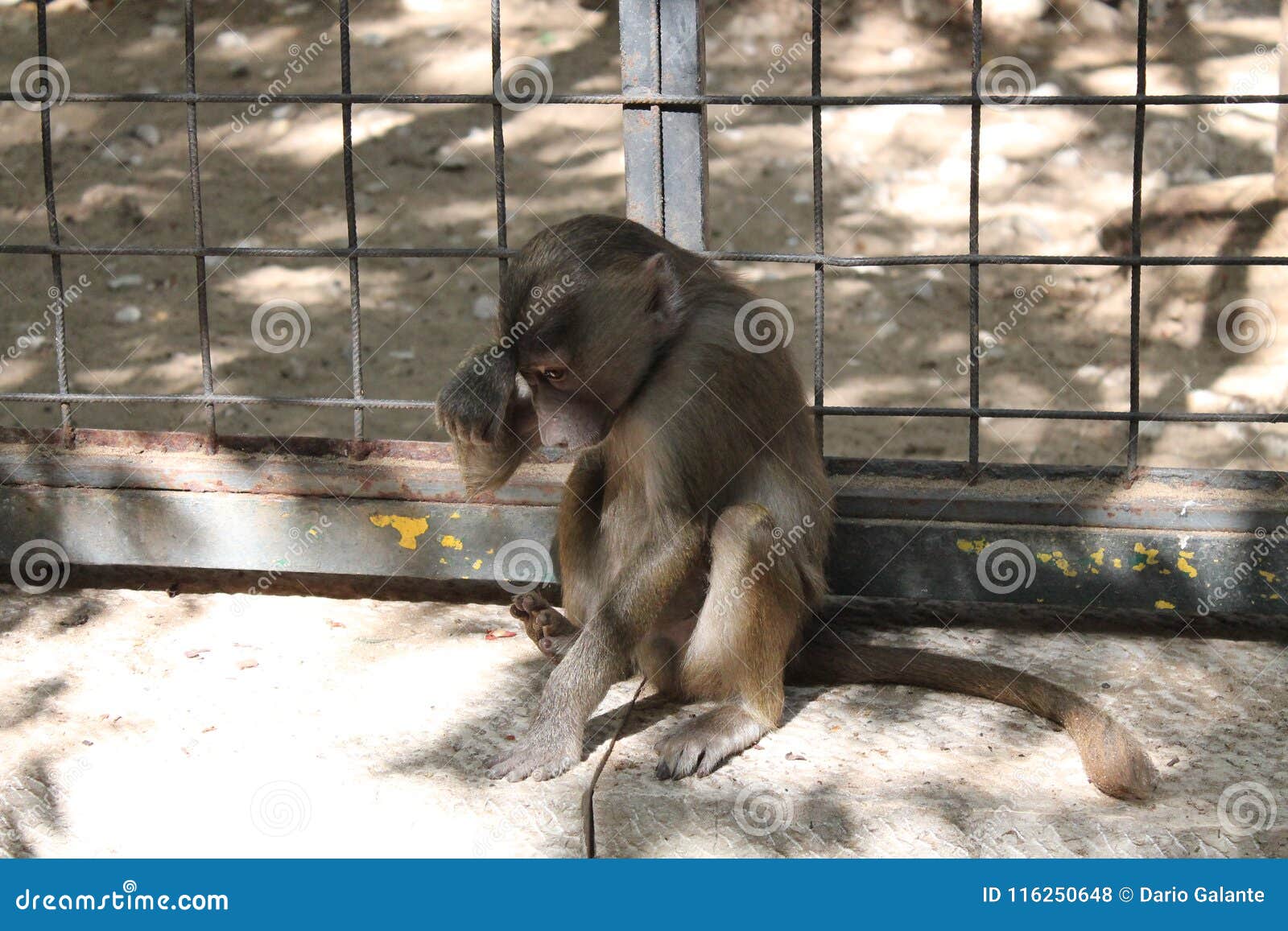 Sad monkey macaque stock photo. Image of animal, puppy - 116250648