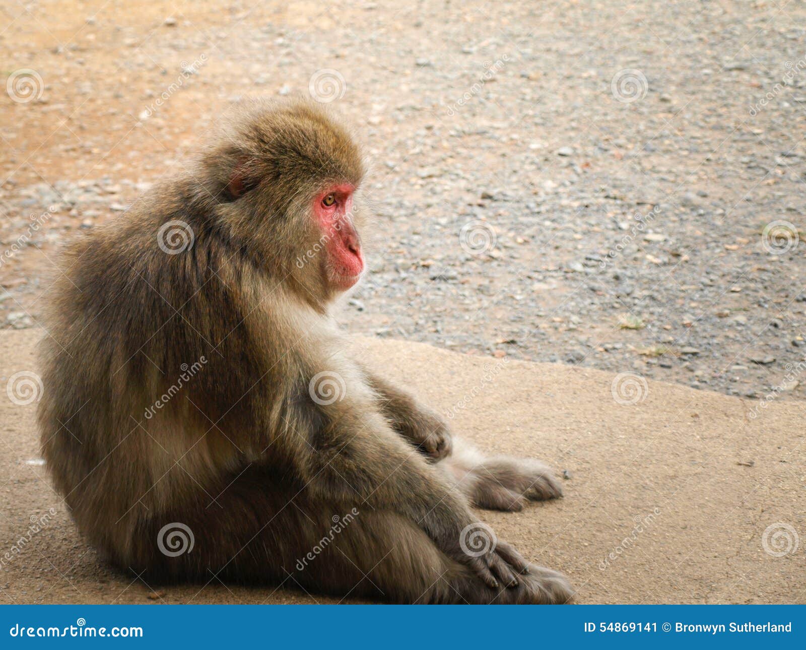 Sad Monkey stock image. Image of view, sadness, side - 54869141