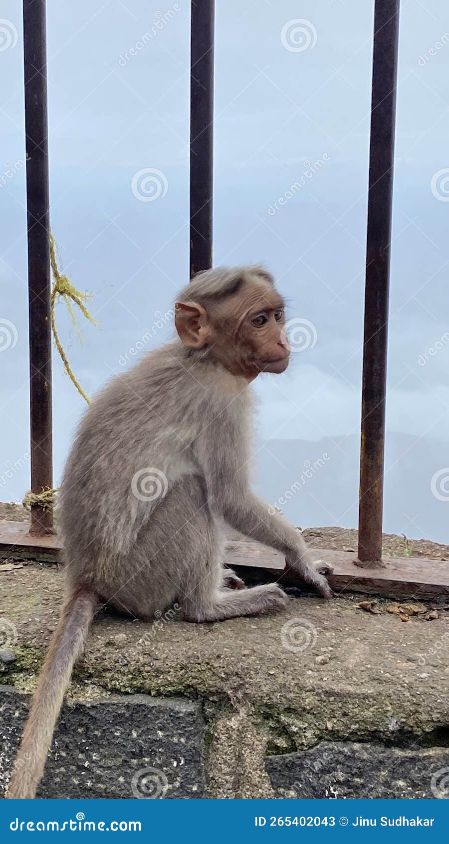 Sad Monkey stock image. Image of bear, monkey, wildlife - 265402043