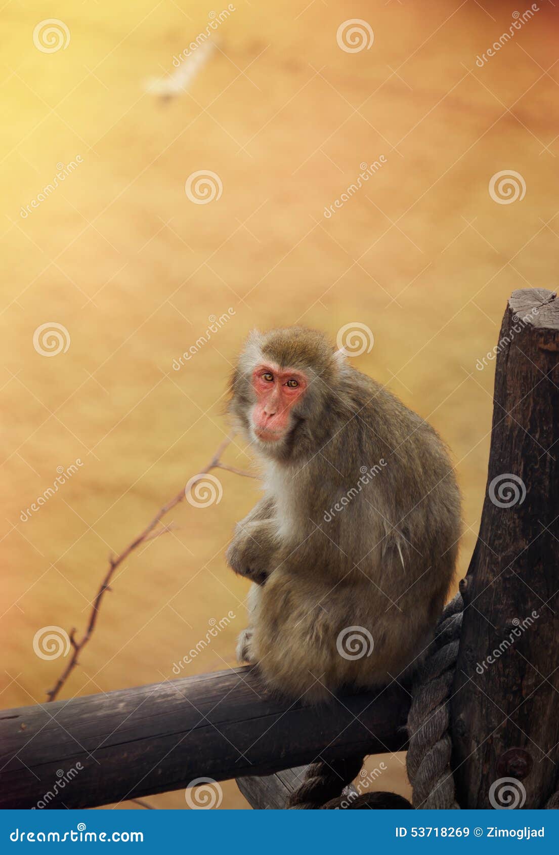 The sad monkey. stock image. Image of look, spring, primate - 53718269