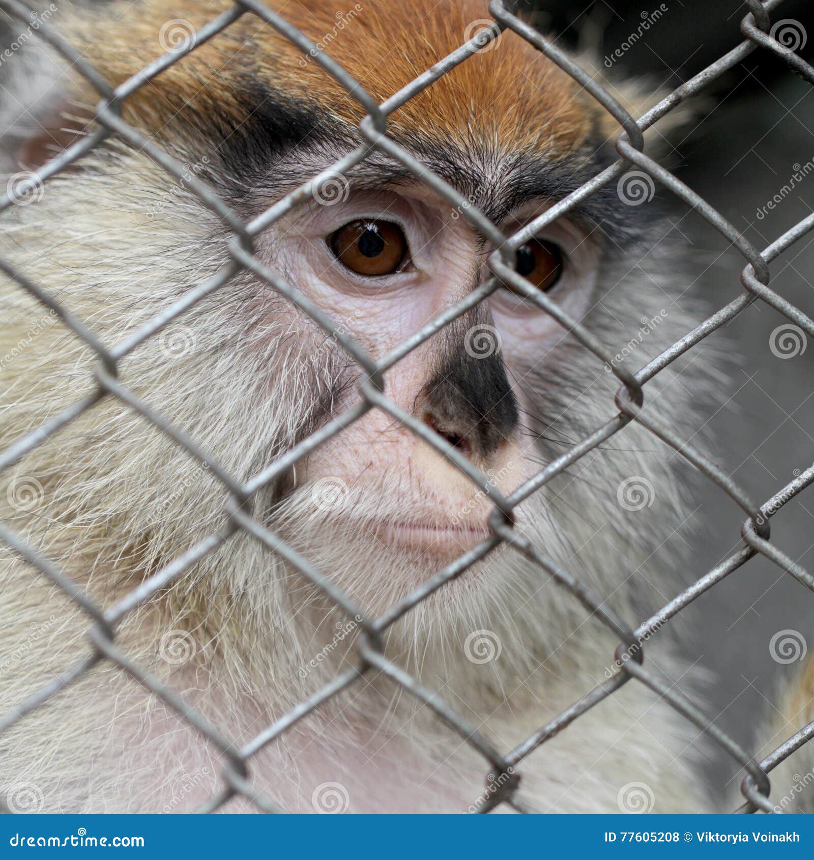 Sad monkey portrait stock photo. Image of bars, fence - 77605208