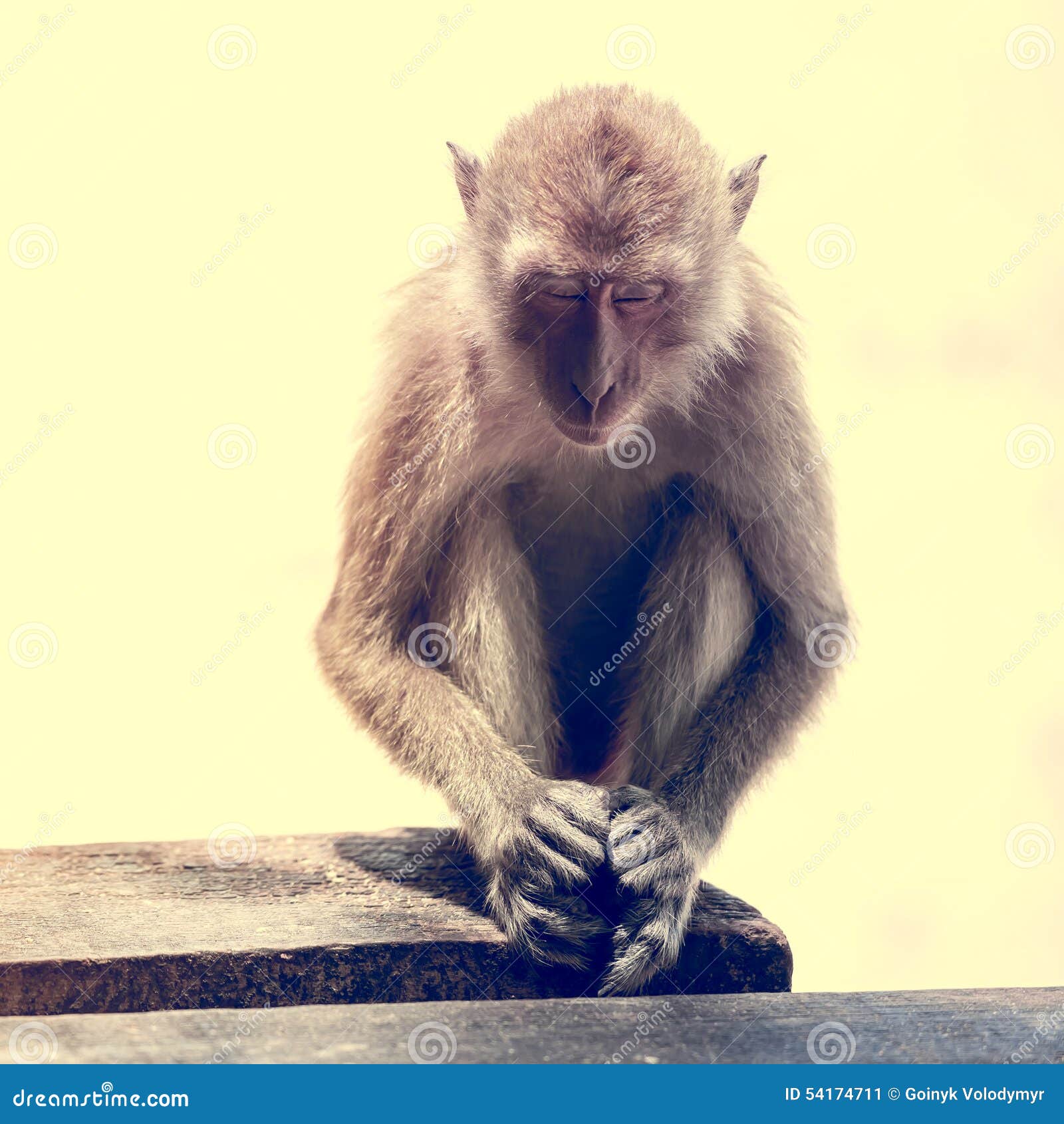 Sad monkey stock image. Image of intent, poor, intense - 54174711