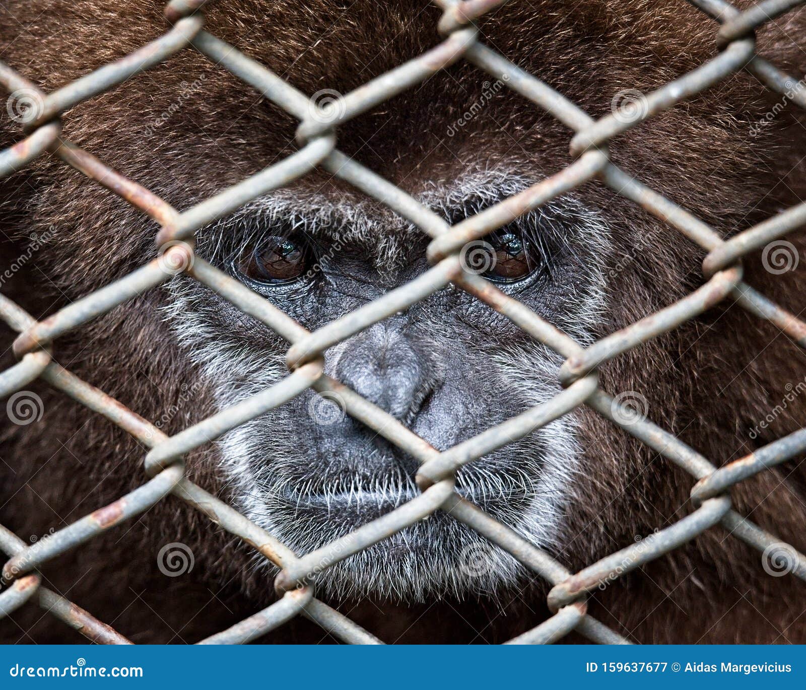 Sad monkey stock image. Image of primate, prison, imprison - 159637677