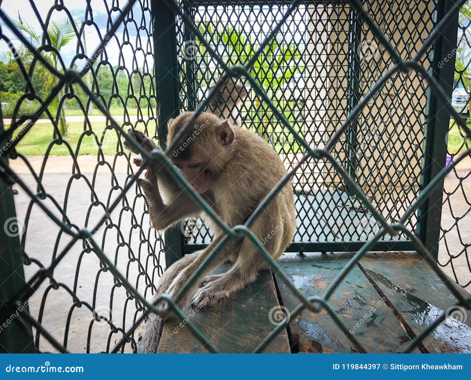 Monkey Shows in the Cage Waiting for a Body Check. Stock Image - Image ...