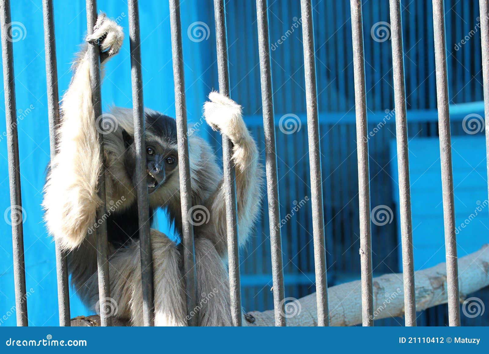 Sad monkey sit in cage stock photo. Image of attention - 21110412