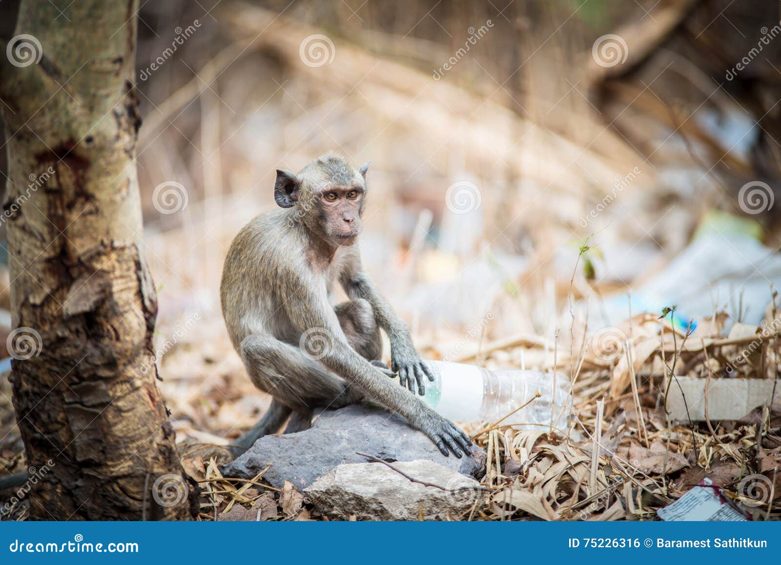 Sad monkey stock photo. Image of karnataka, kingdom, hindu - 75226316