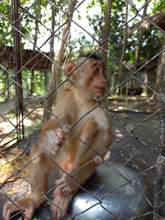 Sad Monkey Sitting on a Plate at the Zoo Stock Image - Image of sitting ...