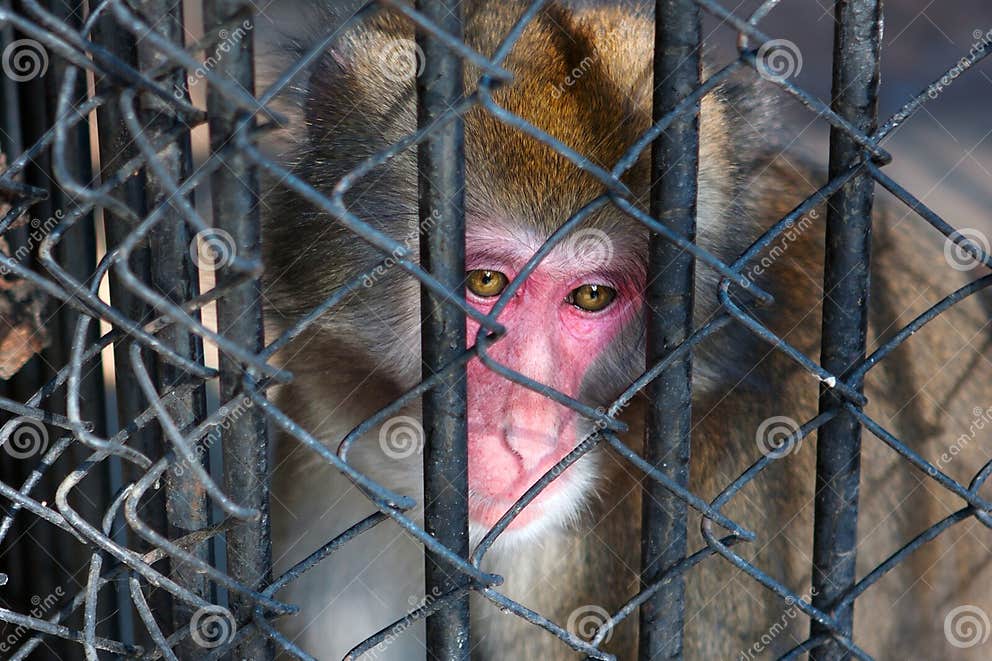 Sad Monkey Sitting in Prison Stock Photo - Image of monkey, eyes: 17547020