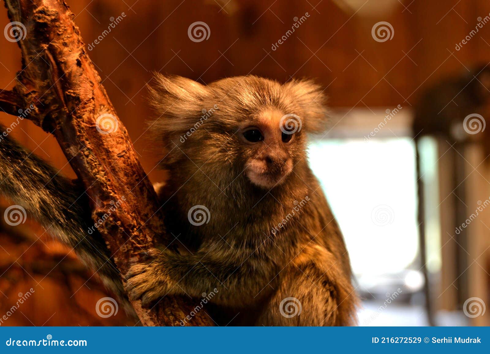 Sad Monkey Sitting on Tree Branch in Zoo Stock Image - Image of green ...