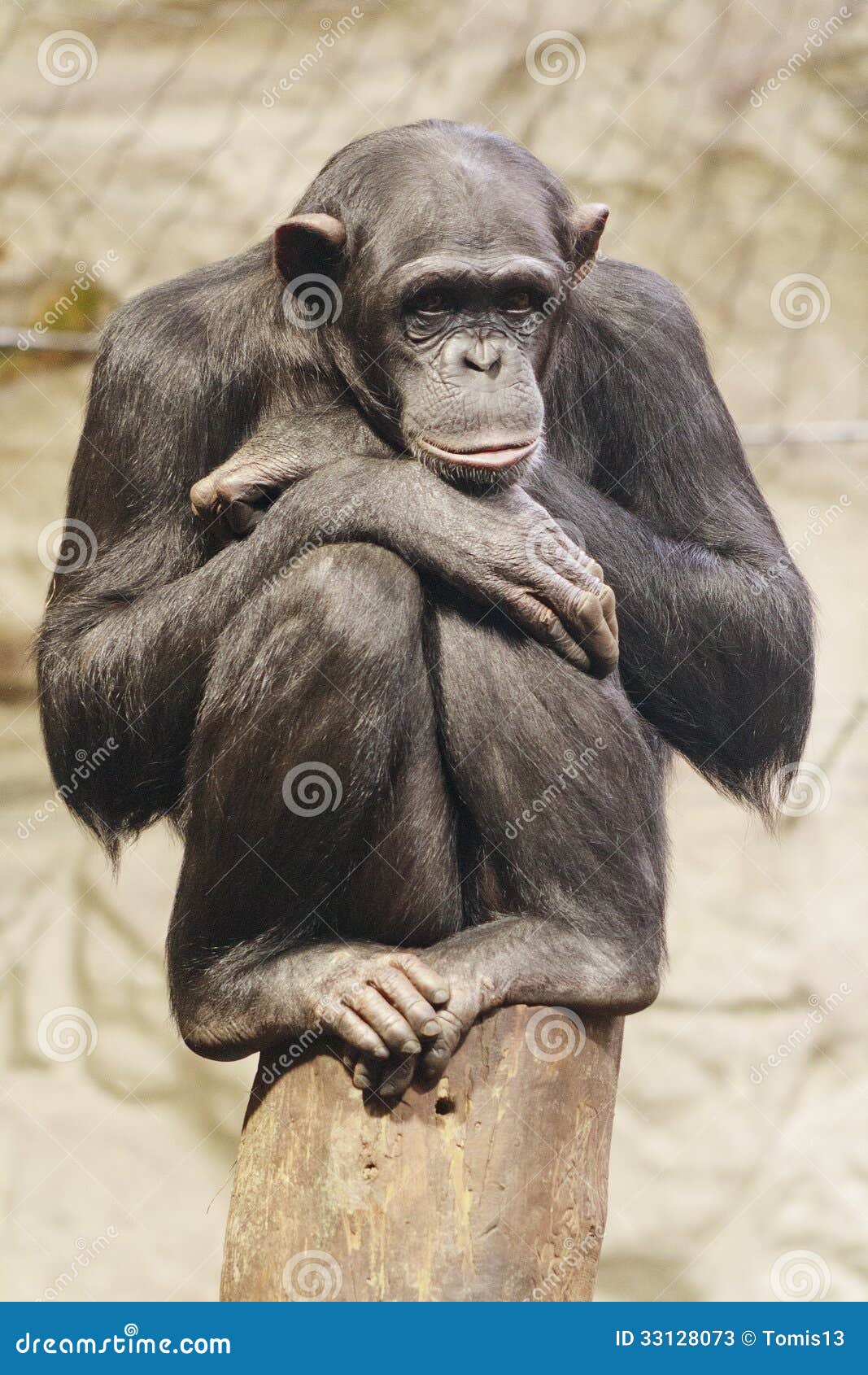 Sad Monkey Sad Monkey Nagpur Photos