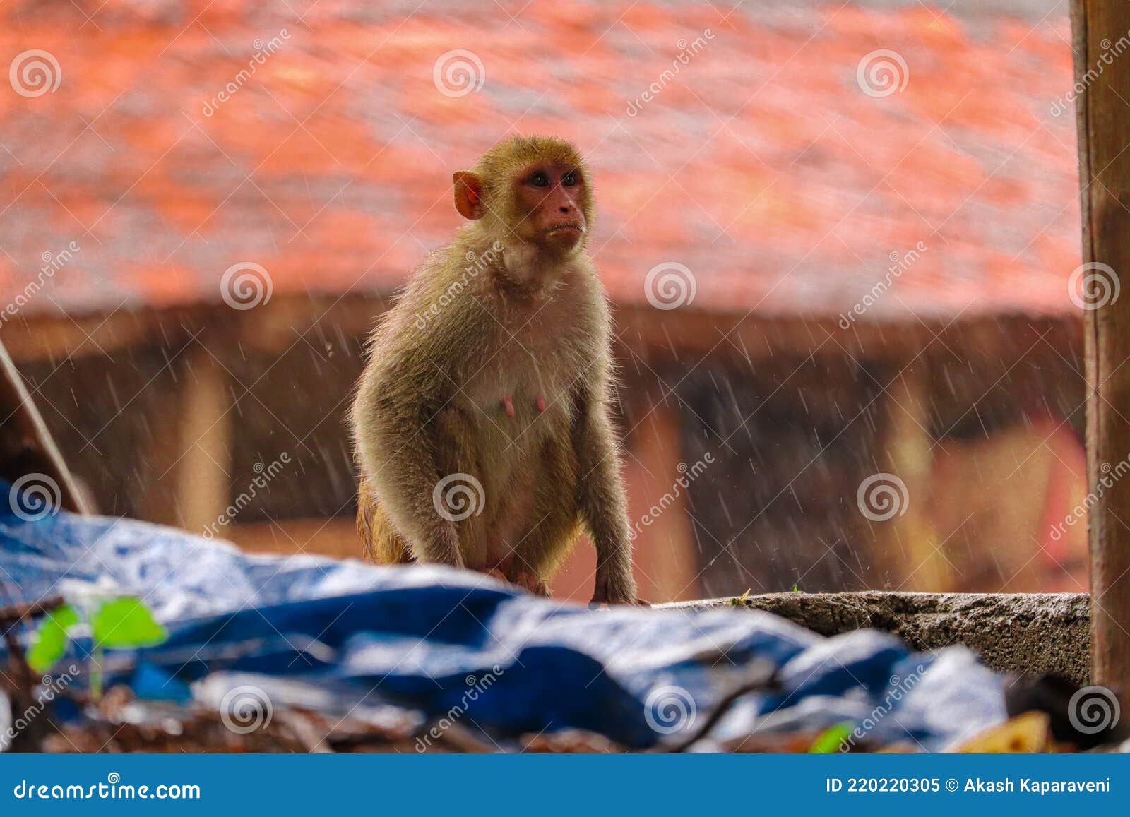 Sad Monkey Sitting on the Wall Stock Image - Image of wildlife, wild ...