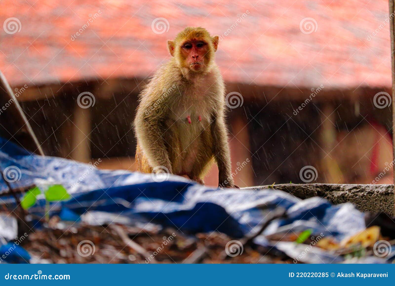 Sad Monkey Sitting on the Wall Stock Image - Image of monkeygroup ...