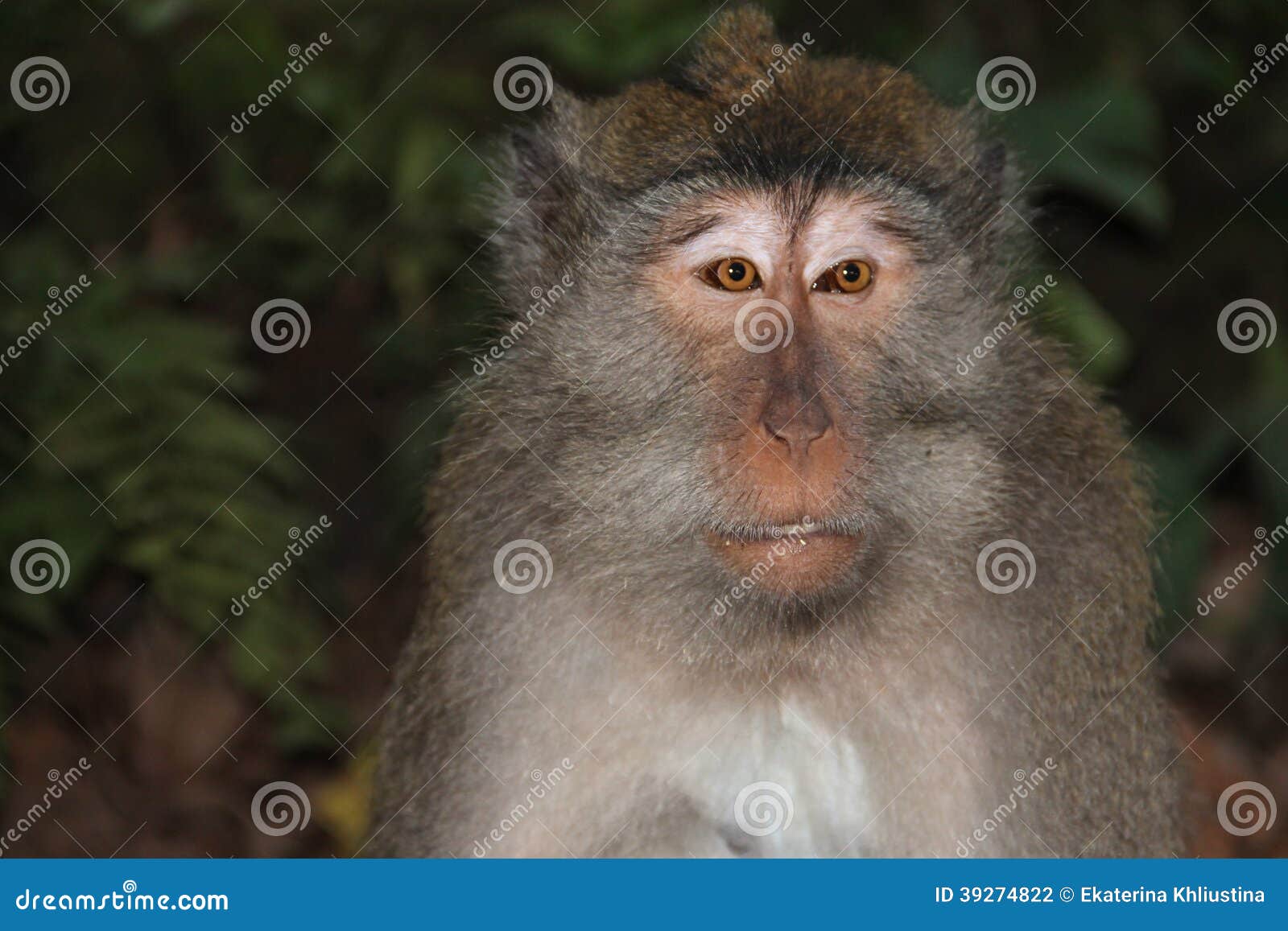 Sad monkey stock photo. Image of mournful, living, monkey - 39274822