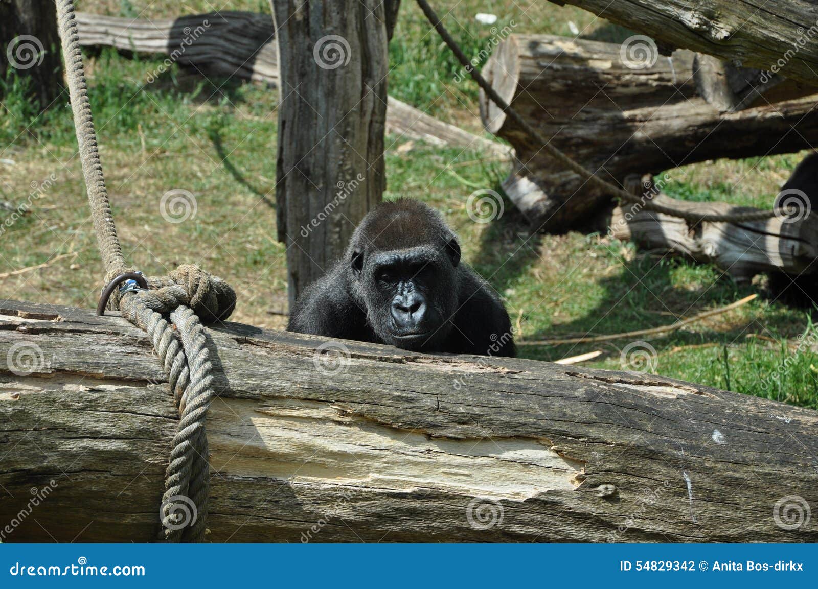 Sad monkey stock photo. Image of drowsy, rope, sleepy - 54829342